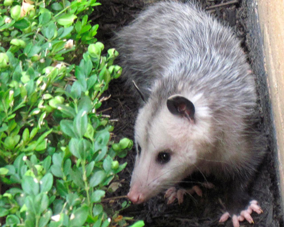 What Animals Live In My Backyard (And What to Do About Them)? - Giovine ...